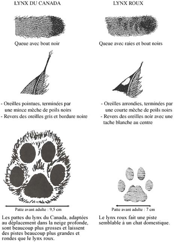 Pleins feux sur… le piégeage du lynx du Canada - Ministère des Forêts ...