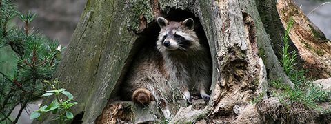 Pleins feux sur... la reproduction chez le raton laveur - Ministère des ...