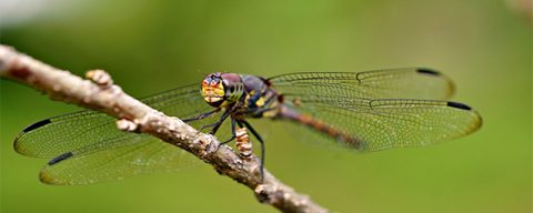 Pleins feux sur… la reproduction des libellules - Ministère des Forêts ...