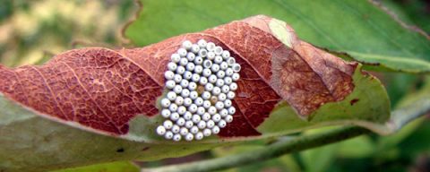 Pleins feux sur... les œufs d'insectes - Ministère des Forêts, de la ...