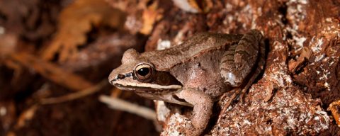 Pleins feux sur... la grenouille des bois et ses adaptations pour ...