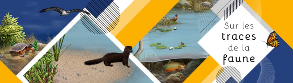 Sur les traces de la faune - Ministère des Forêts, de la Faune et des Parcs